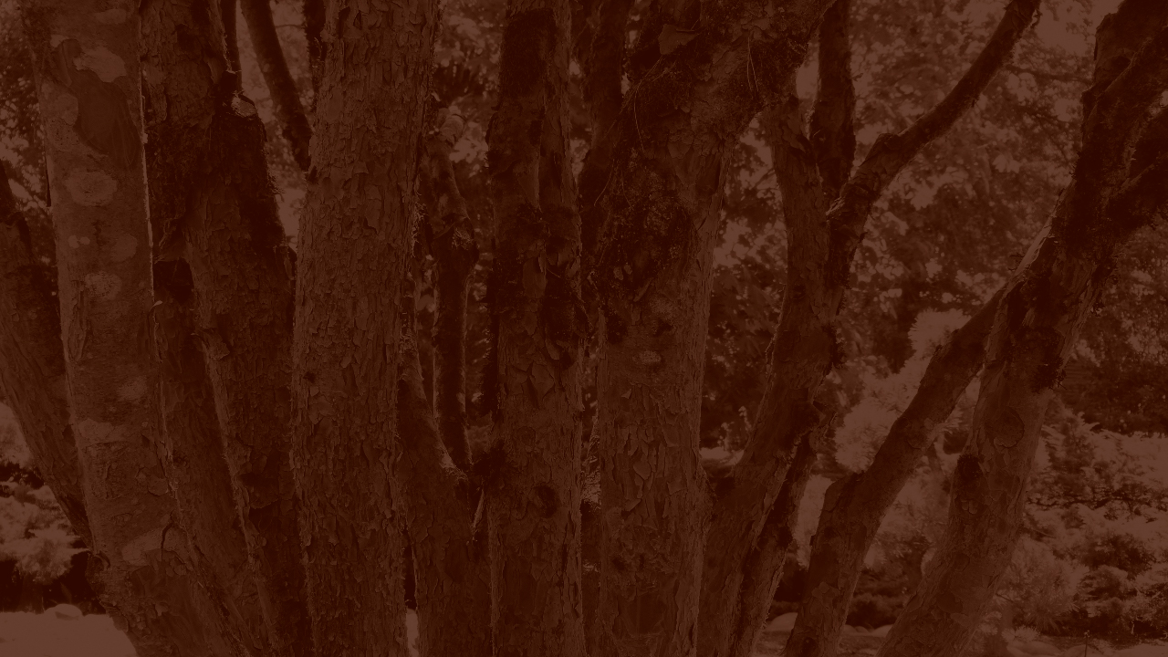 tree_back | Gresham Japanese Garden