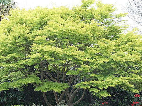 September in Color | Gresham Japanese Garden