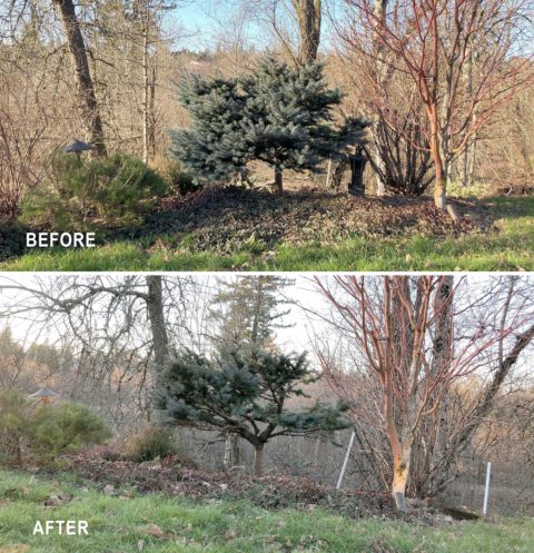 Pruning a Blue Spruce | Gresham Japanese Garden