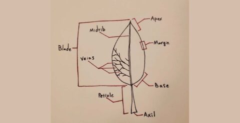 Fundamentals of Pruning Course – Zoom | Gresham Japanese Garden