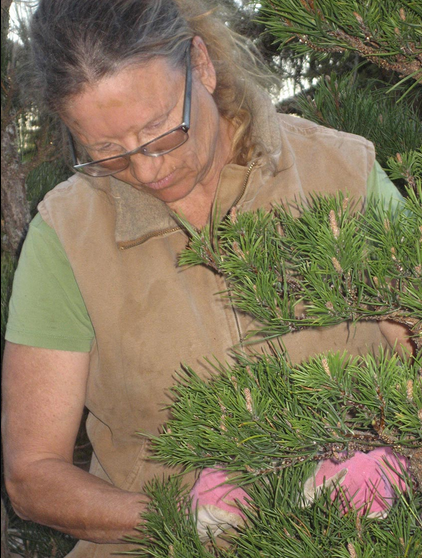 Pruning Program Courses | Gresham Japanese Garden