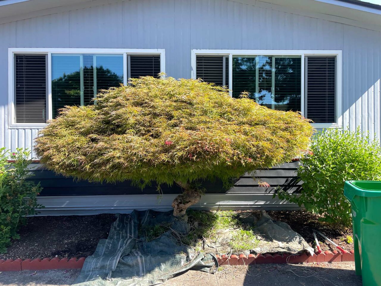 Pruning lace-leaf maples for character | Gresham Japanese Garden