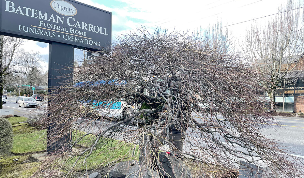 Hand-on Lace Leaf Maple Pruning | Gresham Japanese Garden