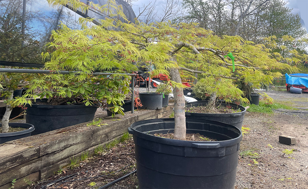 Gresham Japanese Garden | Tsuru Island | Pruning | Bonsai | Ikebana