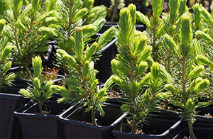 Pruning Program | Gresham Japanese Garden