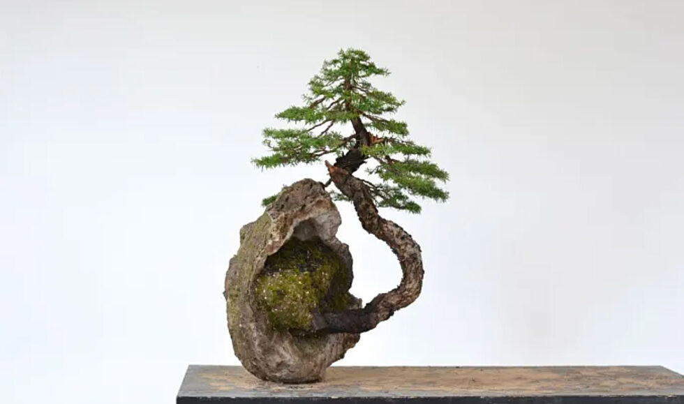 Bonsai Workshops | Gresham Japanese Garden