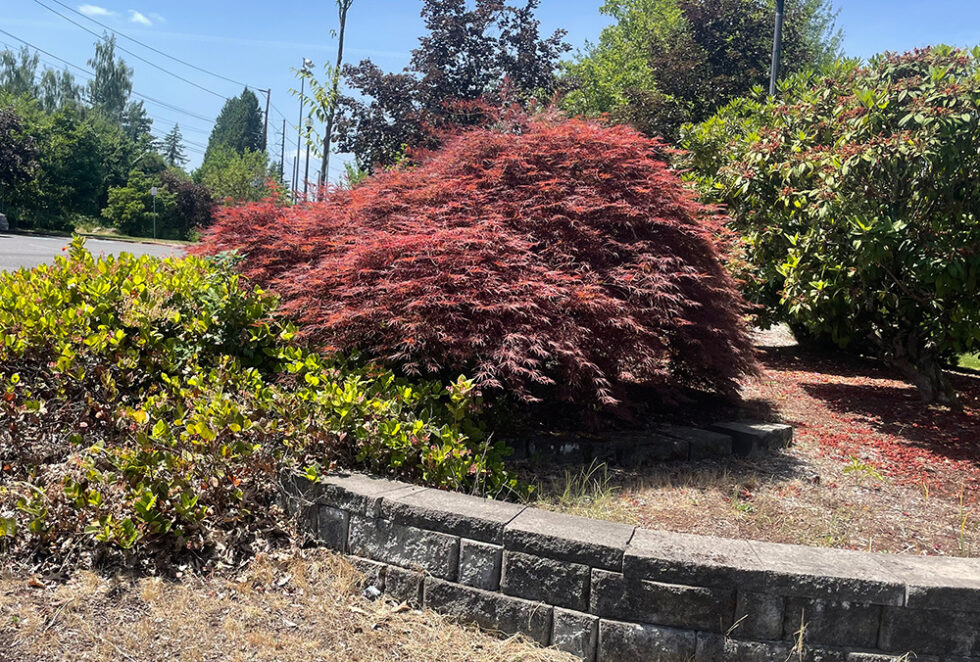 Pruning Lace-leaf Maple Trees | Gresham Japanese Garden